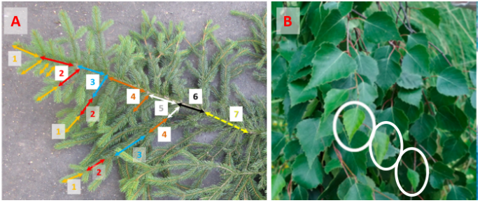 E-TRAINEE: Relating imaging spectroscopy and in-situ or laboratory measurements of vegetation ...