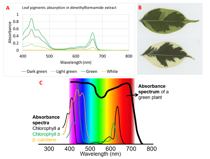 E-TRAINEE: Optical parameters of foliage – leaf level - E-TRAINEE ...