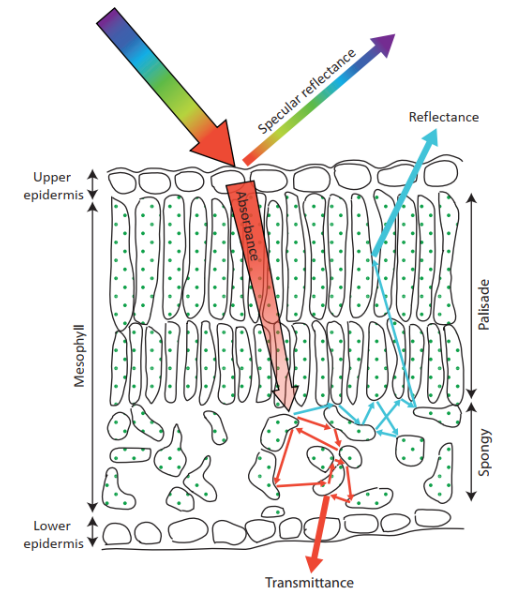E-TRAINEE: Optical parameters of foliage – leaf level - E-TRAINEE ...